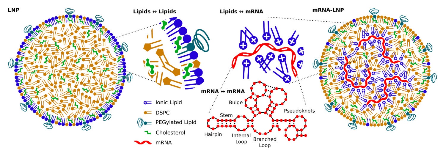 Multi-method benchtop analyses of lipid nanoparticles for mRNA delivery | Malvern Panalytical